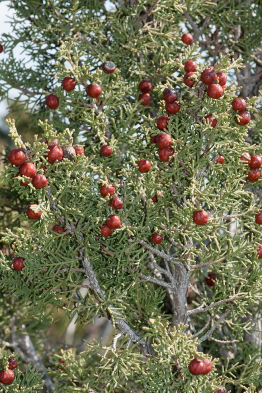 Juniperus phoenicea L. ( Genévrier de Phénicie ) | Préservons la Nature